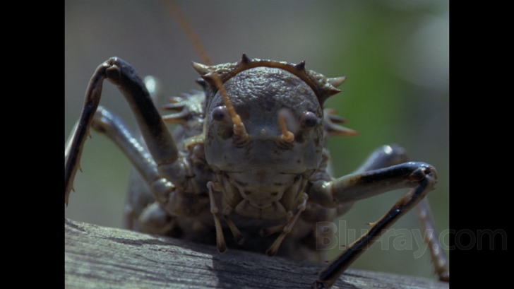 The Hellstrom Chronicle Blu-ray