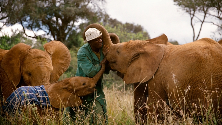 IMAX: Born to Be Wild Blu-ray Release Date April 17, 2012 (Blu-ray + DVD)