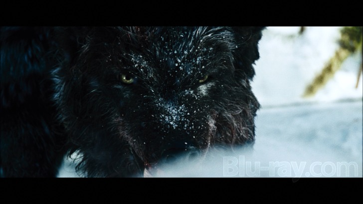 The Grey Blu-ray (Blu-ray + DVD)