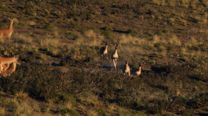 Untamed Americas Blu-ray