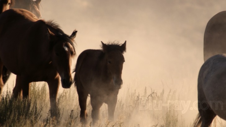 Untamed Americas Blu-ray
