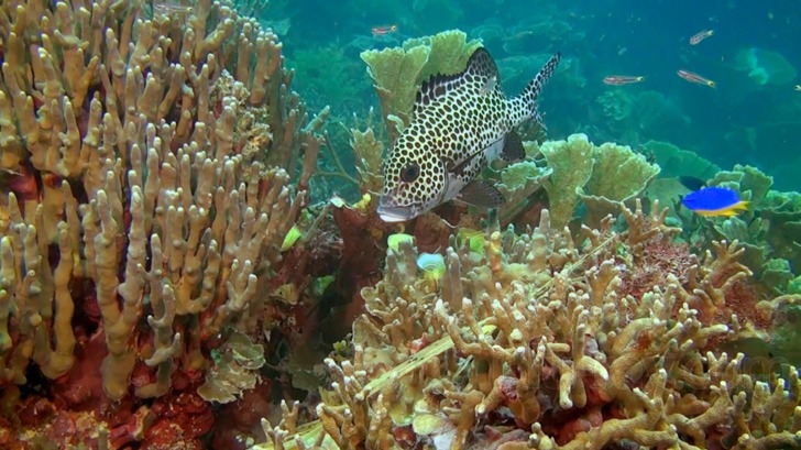 Amazing Ocean 3D Blu-ray Release Date January 29, 2013 (Blu-ray 3D ...