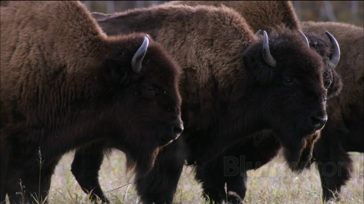 Cold Warriors: Wolves and Buffalo Blu-ray (Nature - Cold Warriors ...