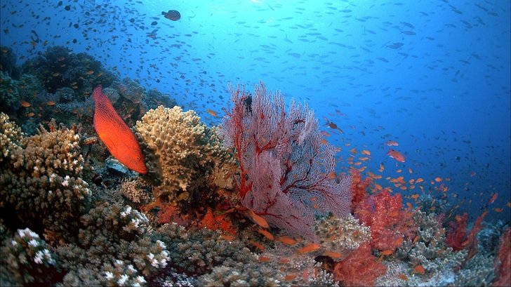 Coral Reef Adventure Blu-ray (IMAX)