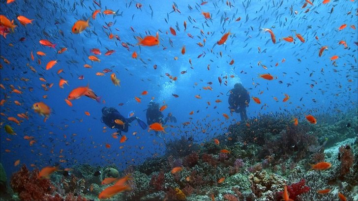 Coral Reef Adventure Blu-ray (IMAX)