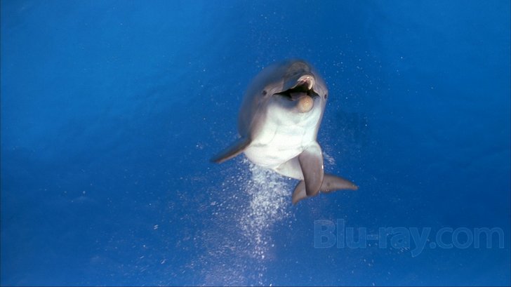 Dolphins Blu-ray (IMAX)