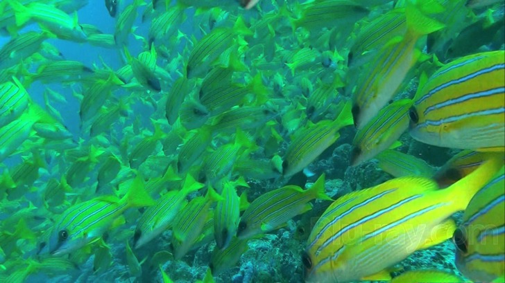 Fascination Coral Reef: Hunters and the Hunted Blu-ray (Blu-ray 3D ...