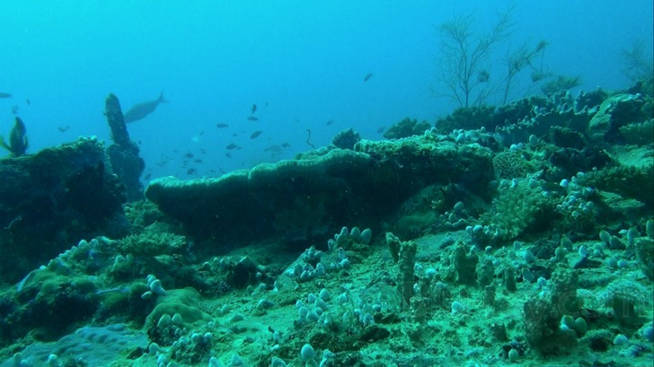 Fascination Coral Reef: Hunters and the Hunted Blu-ray (Blu-ray 3D ...