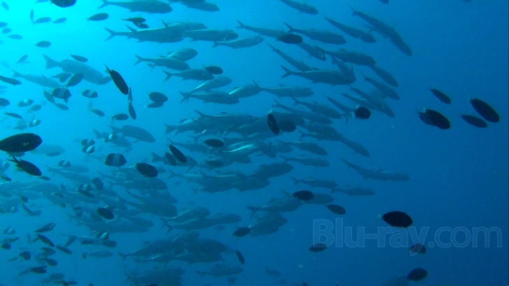 Fascination Coral Reef: Hunters and the Hunted Blu-ray (Blu-ray 3D ...